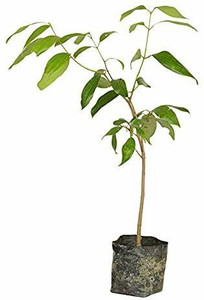 Mohomaya Cinnamon Plant Price in India - Buy Mohomaya Cinnamon Plant ...