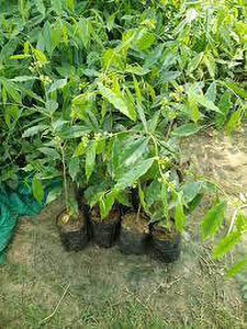 BALA PLANT CREATION Agati Plant Price in India - Buy BALA PLANT ...