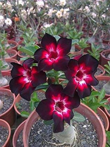 Rm live plant Adenium Plant Price in India - Buy Rm live plant Adenium ...
