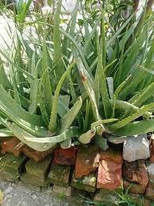Cloud Farm Aloe Vera Plant Price in India - Buy Cloud Farm Aloe Vera ...