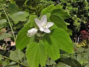 Gardeners Choice Kanchana Plant Price in India - Buy Gardeners Choice ...