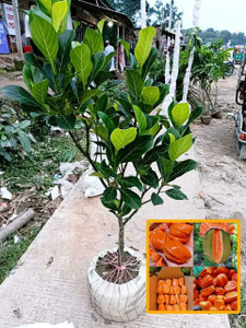 hybrid kathal Jackfruit Plant Price in India - Buy hybrid kathal ...