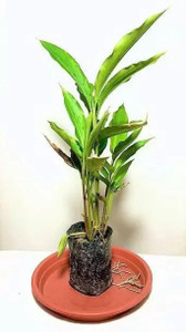 Fulmala Nursery Elaichi/Cardamom Plant Price in India - Buy Fulmala ...