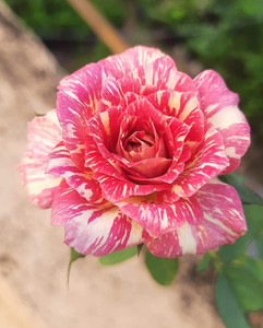 ONLINE PLANT BAZAR Rose Plant Price in India - Buy ONLINE PLANT BAZAR ...