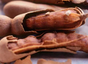 hybrid sweet tetul Tamarind Plant Price in India - Buy hybrid sweet ...