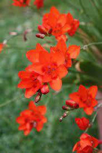 YADRA Lily Plant Price in India - Buy YADRA Lily Plant online at ...