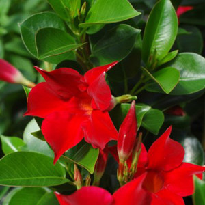EliteGreen Mandevilla Plant Price in India - Buy EliteGreen Mandevilla ...