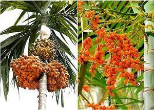 MAQINPLANTHOUSE Betel Nut/Supari Plant Price in India - Buy ...