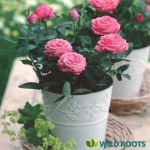 PB REBA PLANTS Rose Plant Price in India - Buy PB REBA PLANTS Rose ...