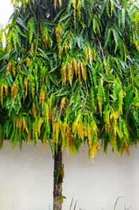 Gardeners Choice Ashok Plant Price in India - Buy Gardeners Choice ...