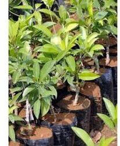 Cloud Farm Chiku Plant Price in India - Buy Cloud Farm Chiku Plant ...