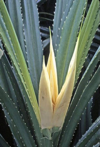 V K Global Kewda Plant Price in India - Buy V K Global Kewda Plant ...