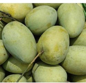 Earth Angels Mango Plant Price in India - Buy Earth Angels Mango Plant ...