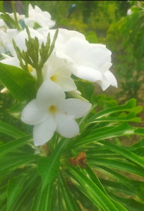 MONDAL Kanchana Plant Price in India - Buy MONDAL Kanchana Plant online ...