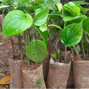 Green view Betal Leaf Plant Price in India - Buy Green view Betal Leaf ...