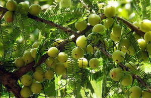 Cloud Farm Amla Plant Price in India - Buy Cloud Farm Amla Plant online ...