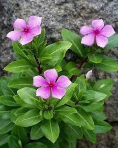 VANASPATI UDYAN Sadabahar Plant Price in India - Buy VANASPATI UDYAN ...