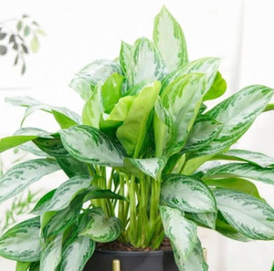 Agla Aglaonema Plant Price in India - Buy Agla Aglaonema Plant online ...
