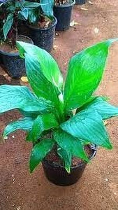gnhn Lily Plant Price in India - Buy gnhn Lily Plant online at Flipkart.com