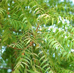 Mohomaya Neem Plant Price in India - Buy Mohomaya Neem Plant online at ...