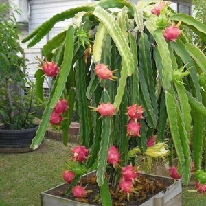 Vergin Congo Dragon Tree Price in India - Buy Vergin Congo Dragon Tree ...