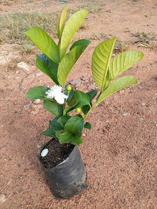 Bloom And Grow Guava Plant Price in India - Buy Bloom And Grow Guava ...