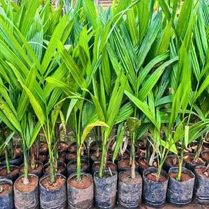 KAKALINURSERY Betel Nut/Supari Plant Price in India - Buy KAKALINURSERY ...