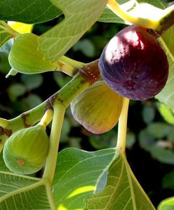 EliteGreen Gular/Cluster Fig Plant Price in India - Buy EliteGreen ...