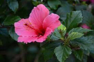 Queen Gulu Hibiscus Plant Price in India - Buy Queen Gulu Hibiscus ...