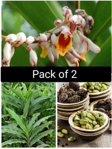 Cloud Farm Elaichi/Cardamom Plant Price in India - Buy Cloud Farm ...