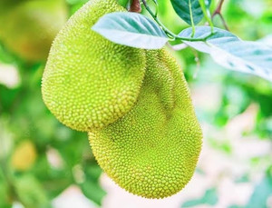Creative Farma Jackfruit Plant Price in India - Buy Creative Farma ...