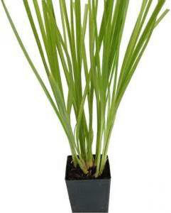 Vetiver Hamelia Plant Price in India - Buy Vetiver Hamelia Plant online ...