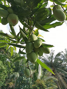 Sarika Mango Plant Price in India - Buy Sarika Mango Plant online at ...