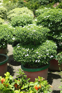 SRIJPLANT Jasmine Plant Price in India - Buy SRIJPLANT Jasmine Plant ...