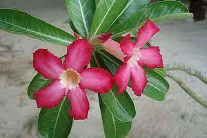 Queen Gulu Adenium Plant Price in India - Buy Queen Gulu Adenium Plant ...
