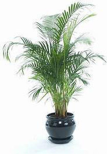 PlantsMart Areca Plam Price in India - Buy PlantsMart Areca Plam online ...