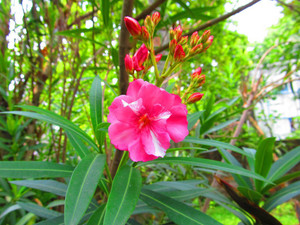 Mohomaya Kaner Plant Price in India - Buy Mohomaya Kaner Plant online ...