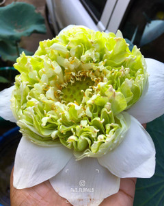 indian gardens Lotus Plant Price in India - Buy indian gardens Lotus ...