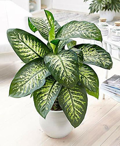PlantaZee Dieffenbachia Plant Price in India - Buy PlantaZee ...