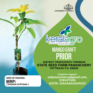 Keralagro Mango Plant Price in India - Buy Keralagro Mango Plant online ...