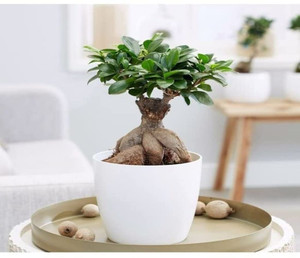 Gamla Haat Ficus Bonsai Price in India - Buy Gamla Haat Ficus Bonsai ...