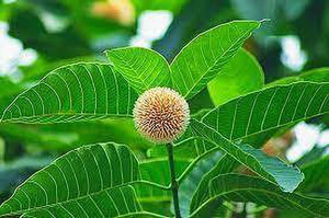 greenplanthub Kadam Plant Price in India - Buy greenplanthub Kadam ...