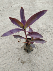 RBSENTER Thorny Nightshade Plant Price in India - Buy RBSENTER Thorny ...