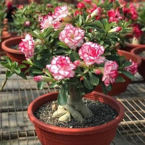Cloud Farm Adenium Plant Price in India - Buy Cloud Farm Adenium Plant ...