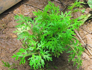 ARYAN EVERGREEN Maha Vilvam Plant Price in India - Buy ARYAN EVERGREEN ...