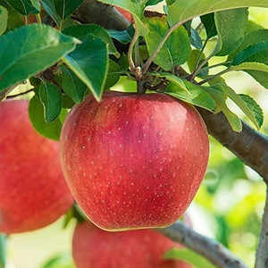 SOBHA Himalayan Apple Plant Price in India - Buy SOBHA Himalayan Apple ...