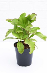 Plant pot paradise Bryophyllum Pinnatum/Patharchatta Plant Price in ...