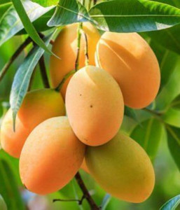 THE GREEN VLLEY Mango Plant Price in India - Buy THE GREEN VLLEY Mango ...