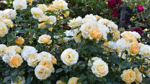 Gulab Rose Plant Price in India - Buy Gulab Rose Plant online at ...