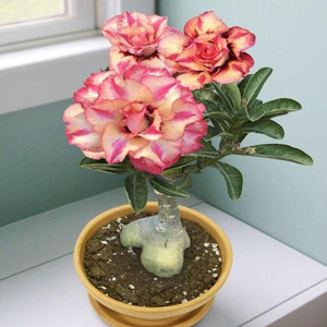 Cloud Farm Adenium Plant Price in India - Buy Cloud Farm Adenium Plant ...